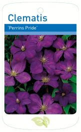 Clematis Perrins Pride
