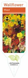 Wallflower Mixed
